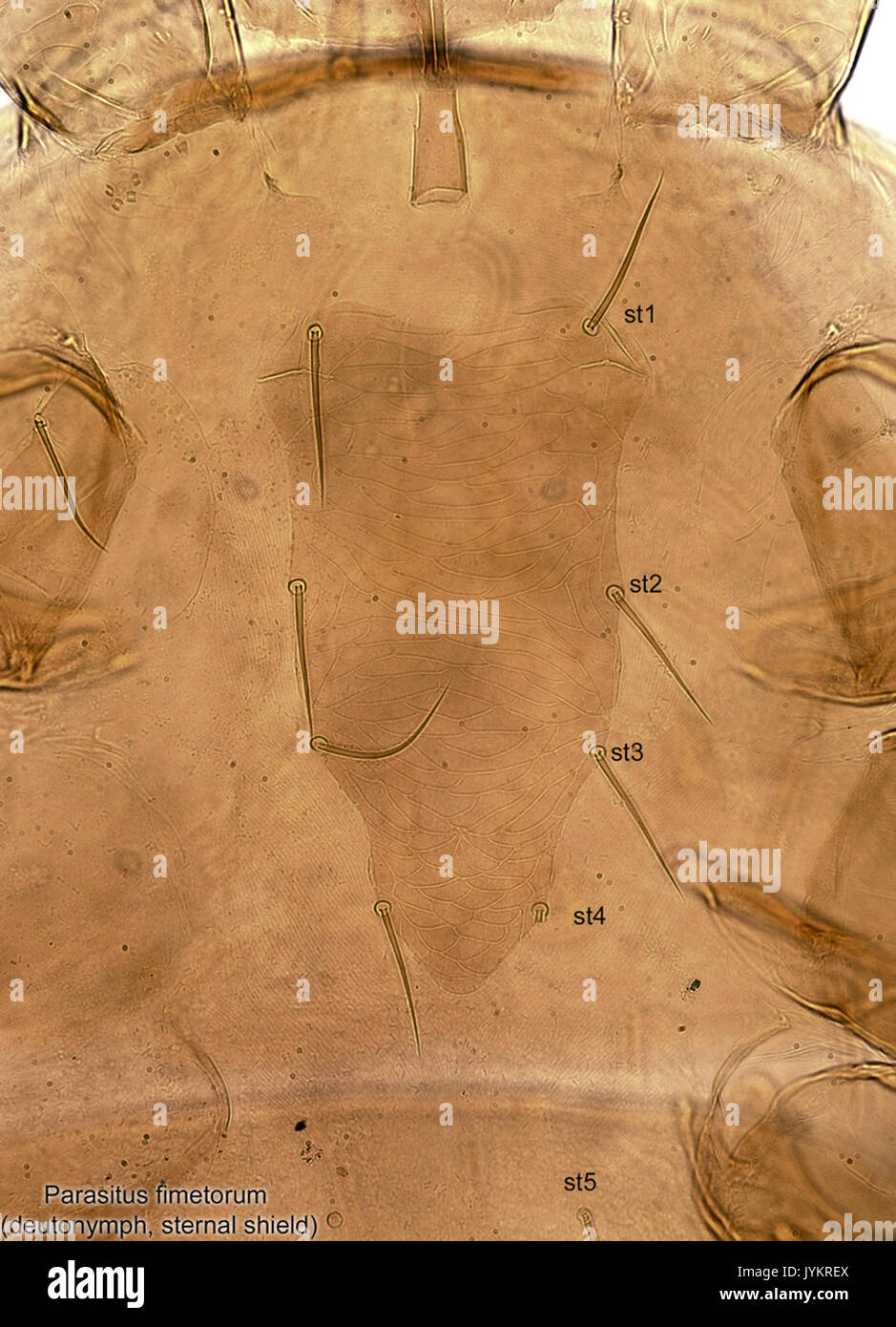 Parasitus fimetorum hi-res stock photography and images - Alamy