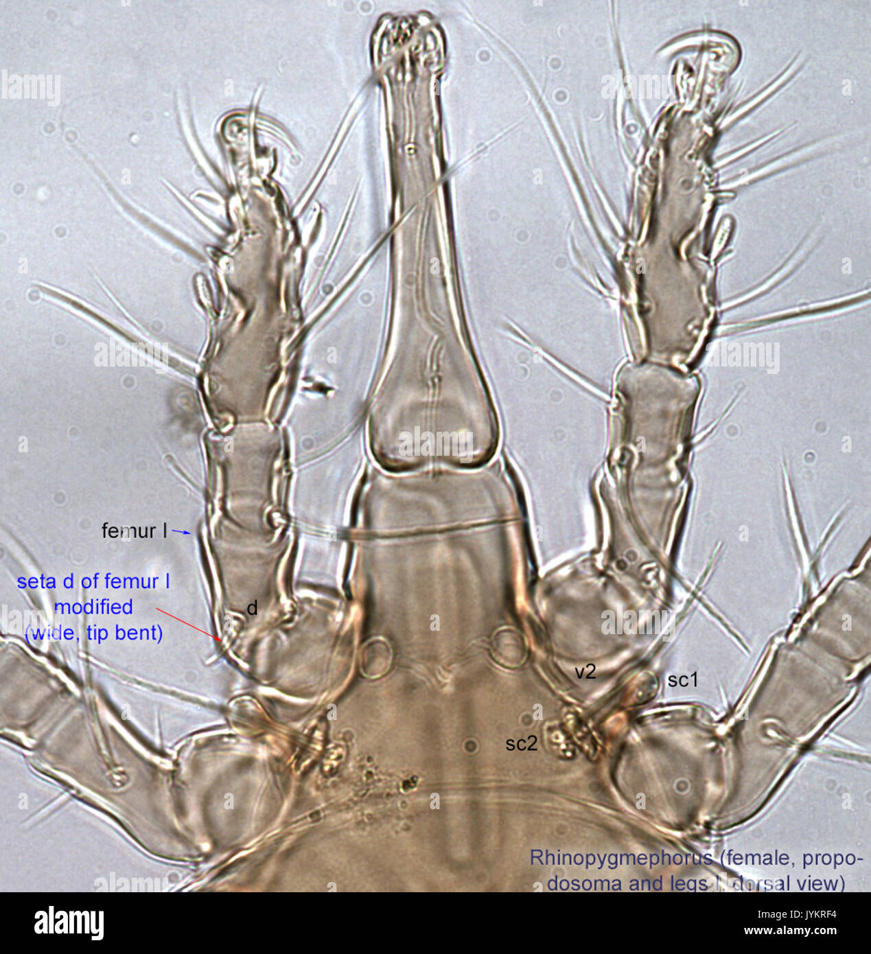 4 Rhinopygmephorus femur I BF40 BMOC 96 0916 082 Stock Photo - Alamy