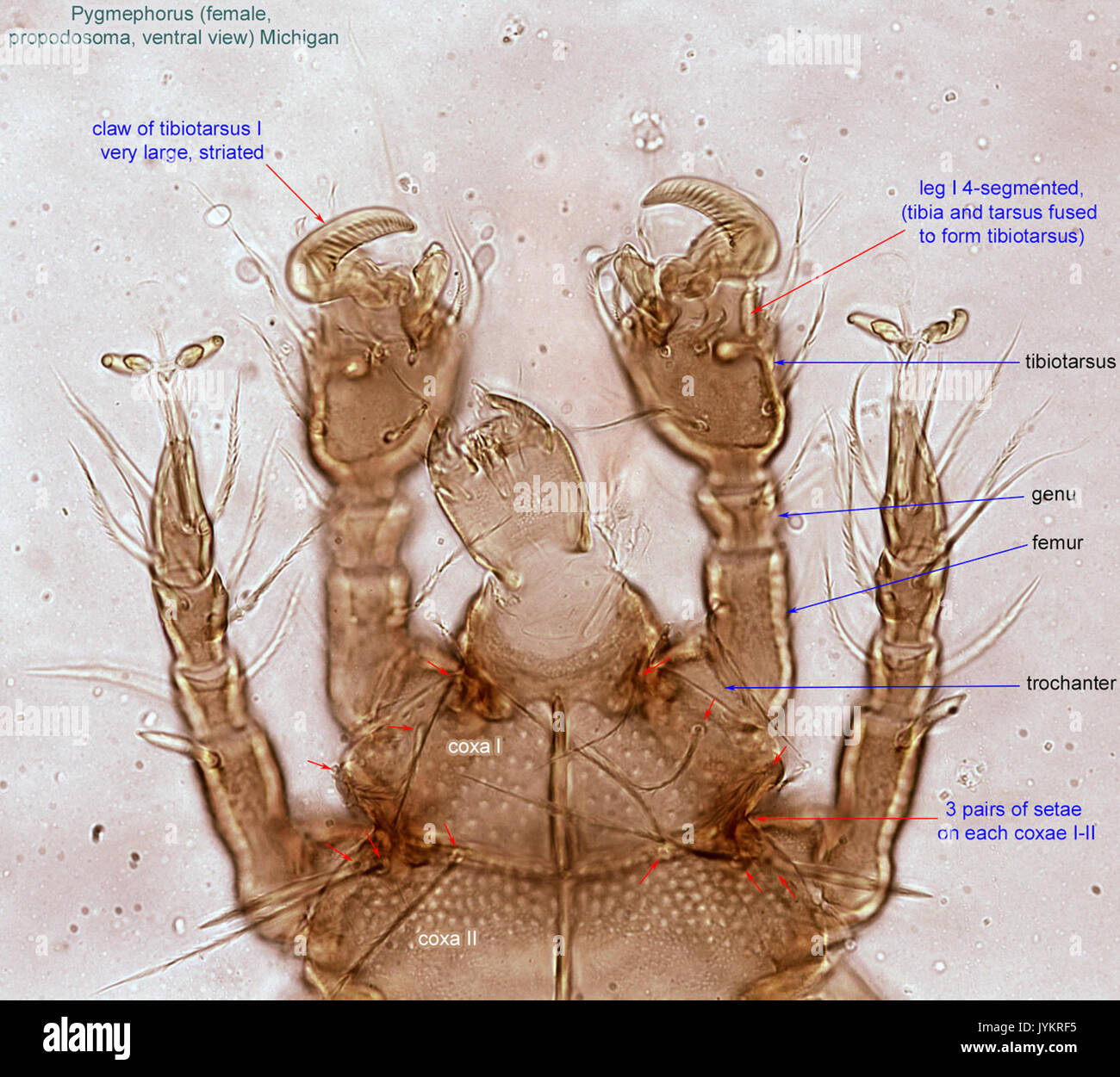 4 leg insect hi-res stock photography and images - Alamy
