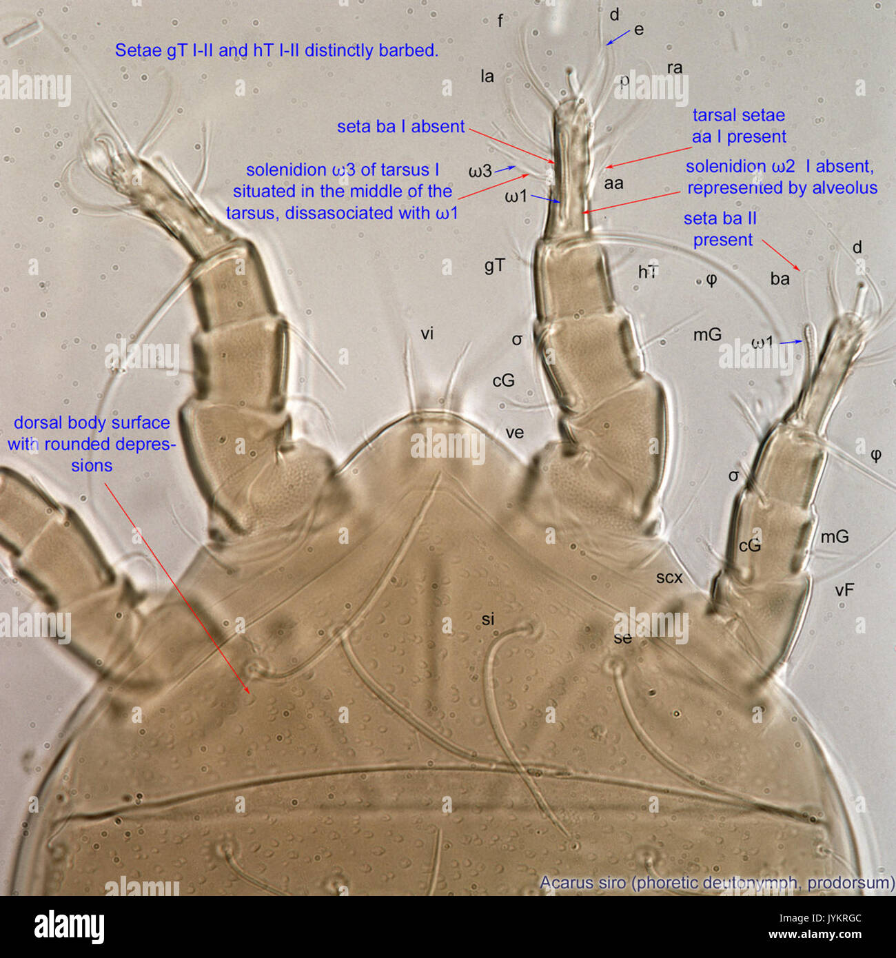 Acarus Siro High Resolution Stock Photography and Images - Alamy