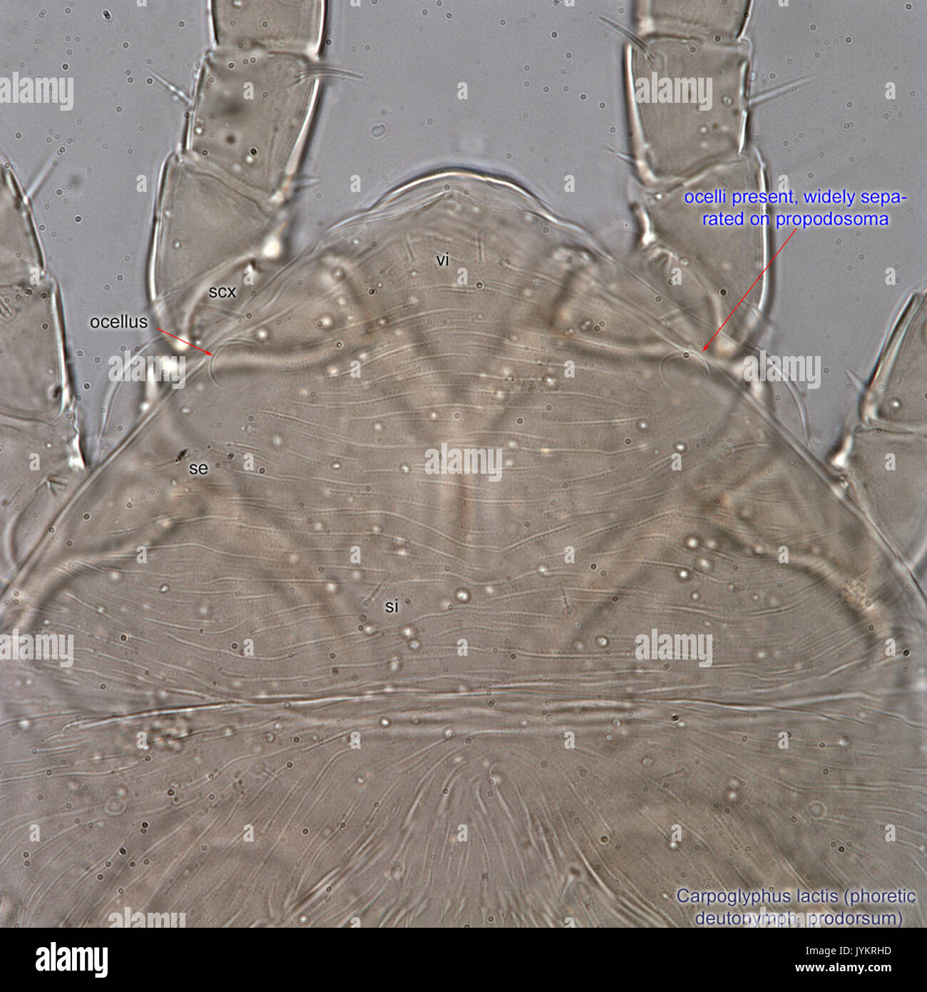 Carpoglyphus lactis hi-res stock photography and images - Alamy