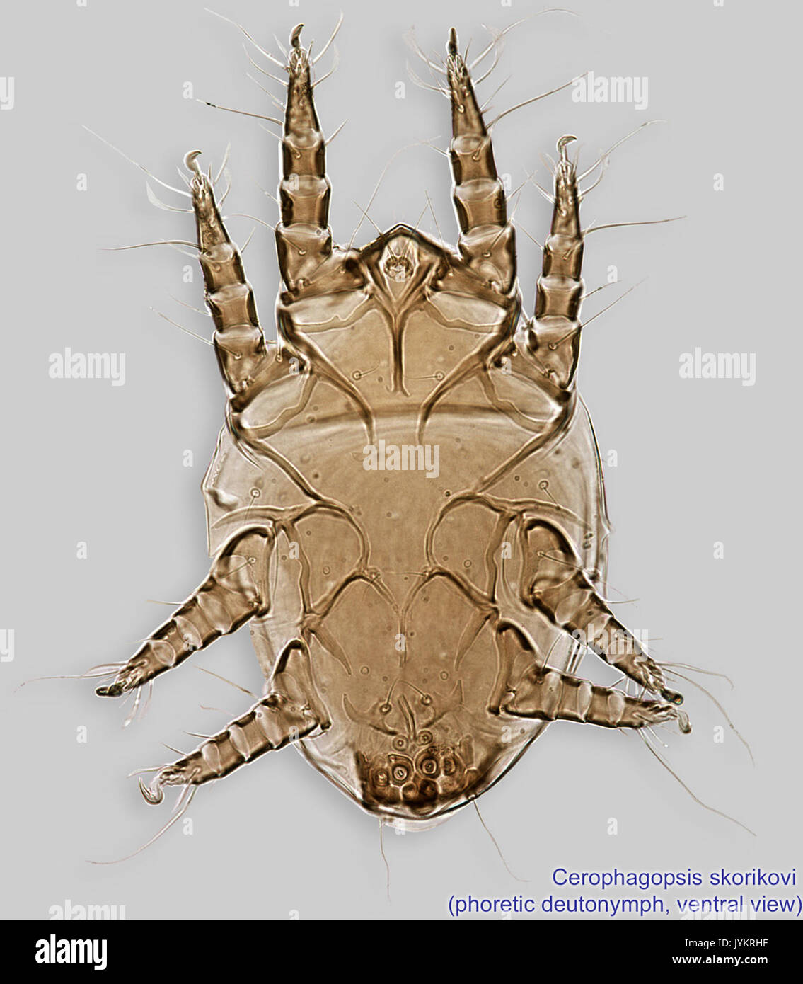 3 Cerophagopsis skorikovi HDN1 vent s BF40 BMOC 96 0510 203 Stock Photo - Alamy