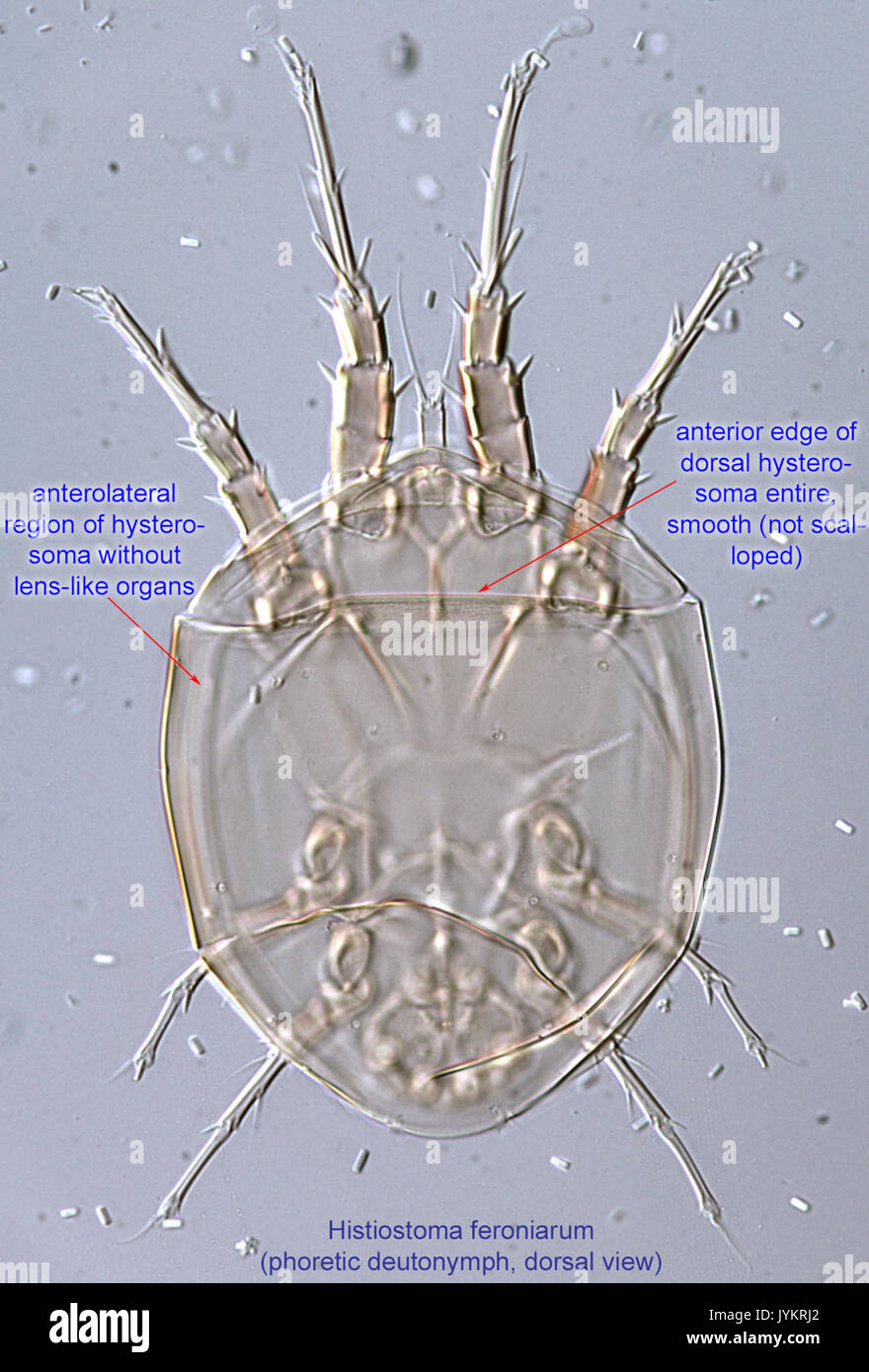 Histiostoma hi-res stock photography and images - Alamy