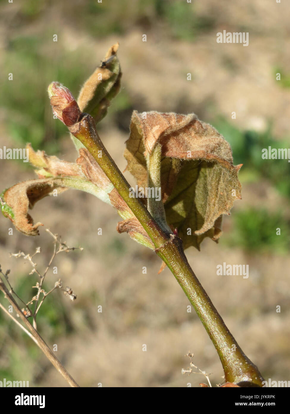 Large london plane tree hi-res stock photography and images - Alamy