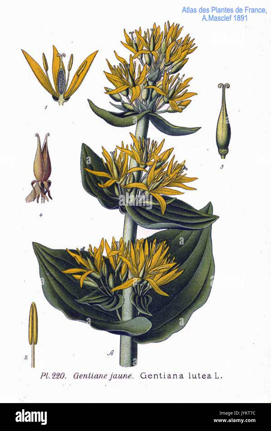 Gentiana illustration Cut Out Stock Images & Pictures - Alamy