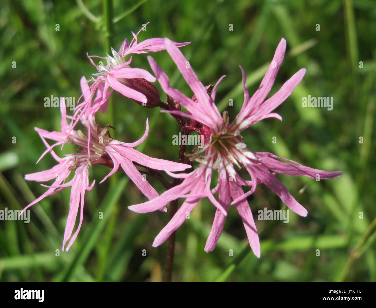 Lychnis flos cuculi flora hi-res stock photography and images - Alamy