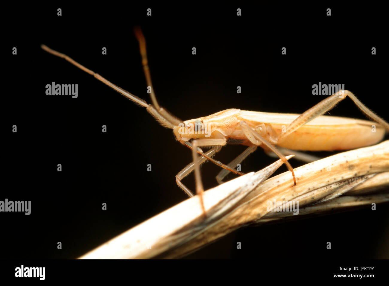 Insects anatomy hi-res stock photography and images - Alamy