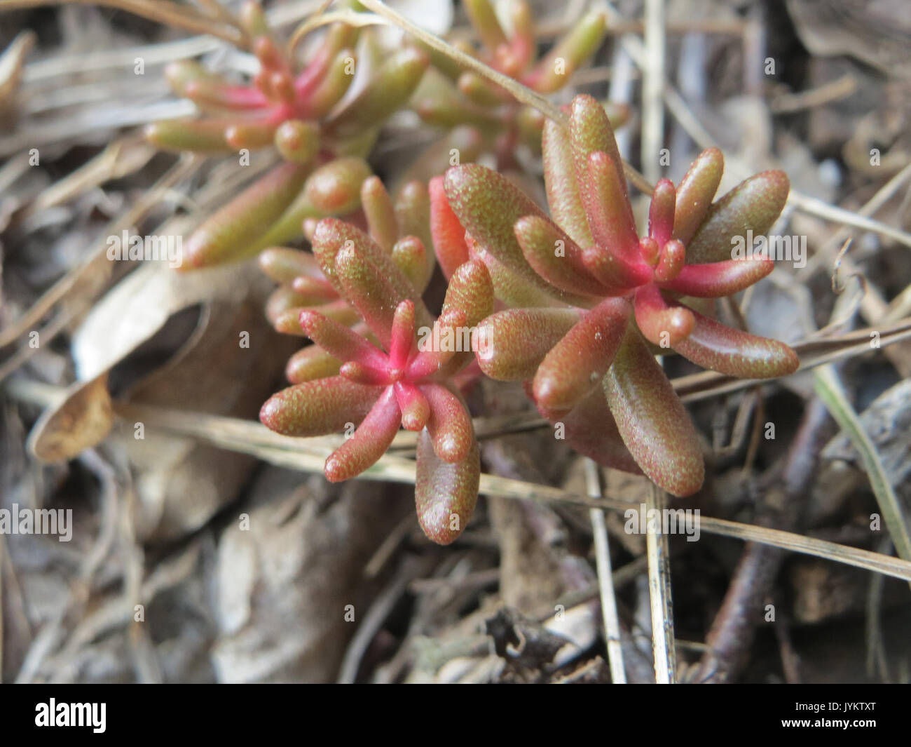 Water wise groundcover hi-res stock photography and images - Alamy