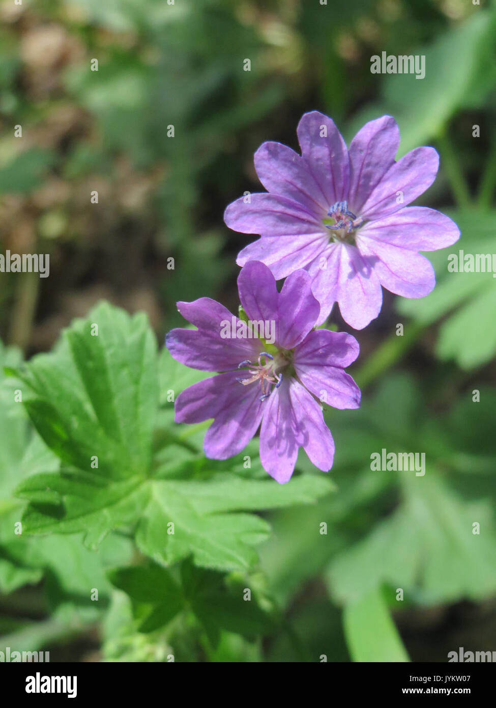 Common geranium hi-res stock photography and images - Alamy