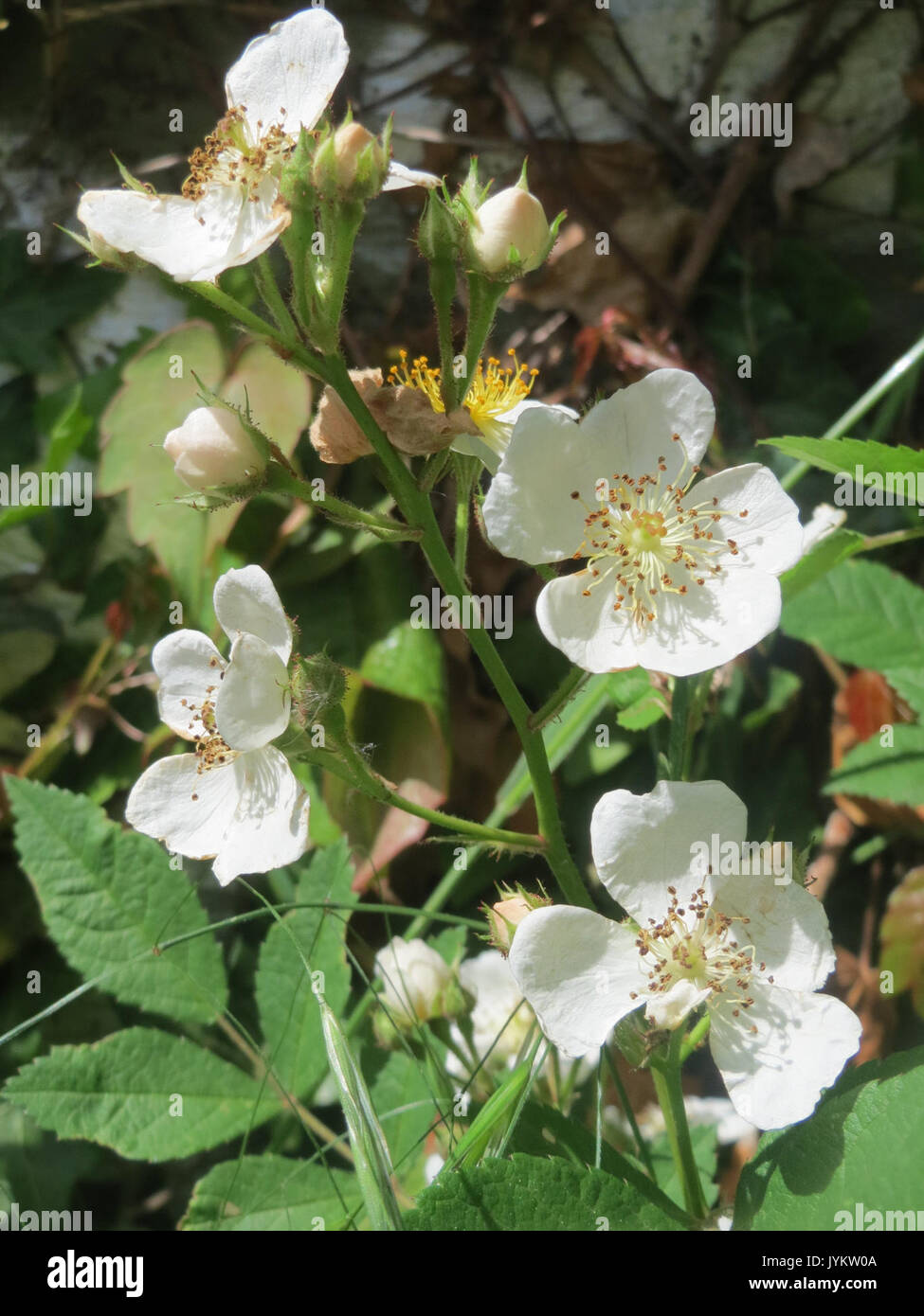 Hybrid of the rosa multiflora hi-res stock photography and images - Alamy