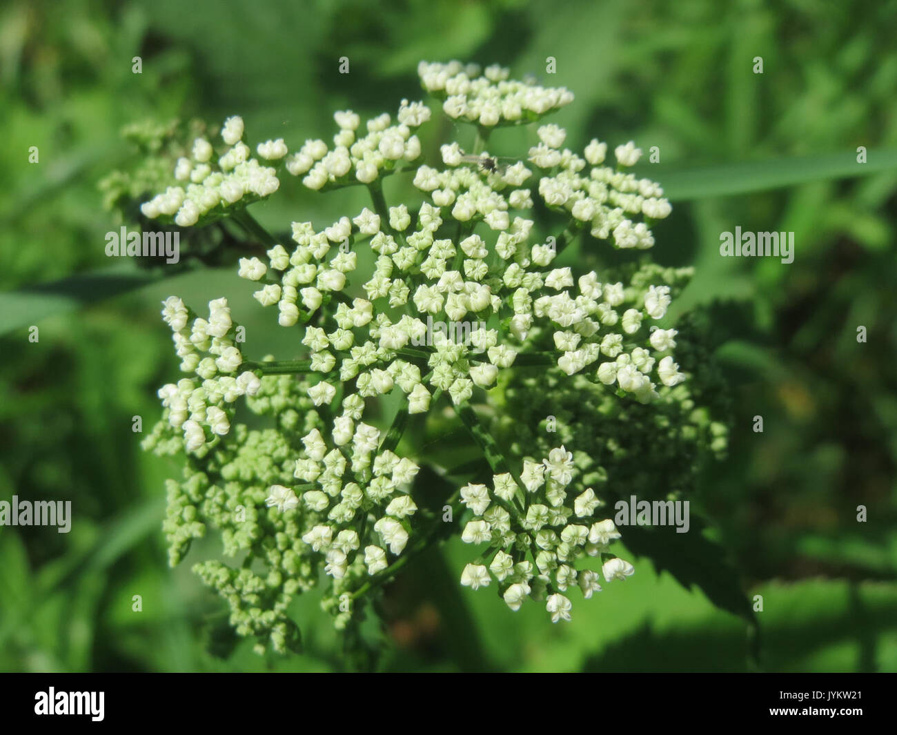 Aegopodium podagraria, commonly known as ground elder or goutweed, is a ...