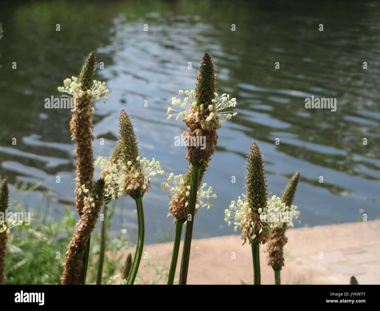 Plantago lanceolata flower hi-res stock photography and images - Alamy