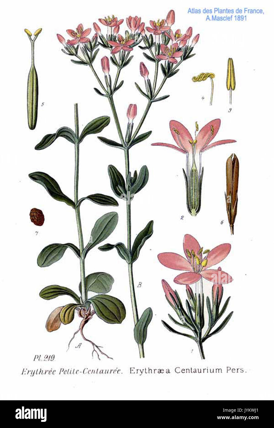 Centaurium erythraea illustration hi-res stock photography and images ...