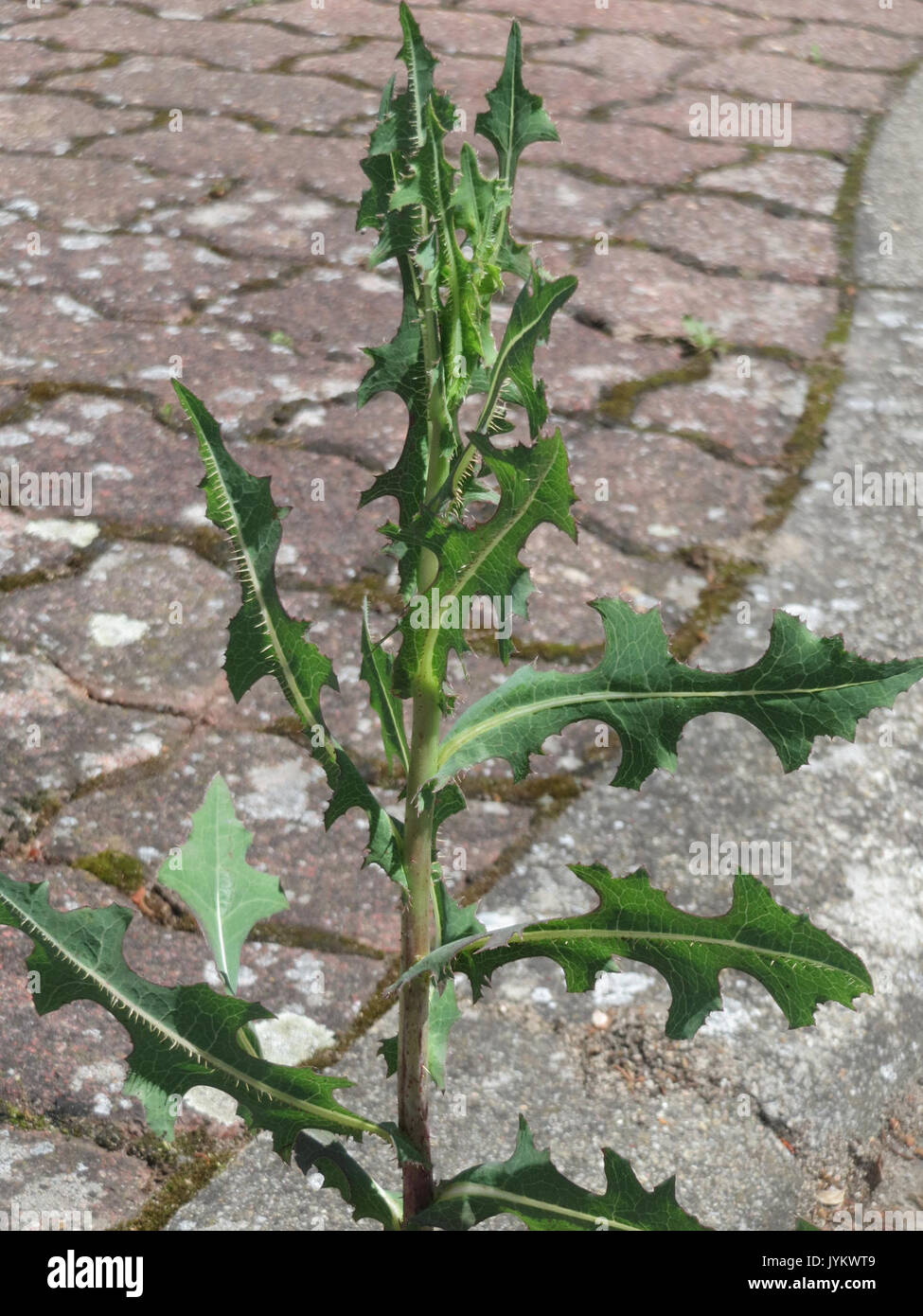 Lactucarium hi-res stock photography and images - Alamy