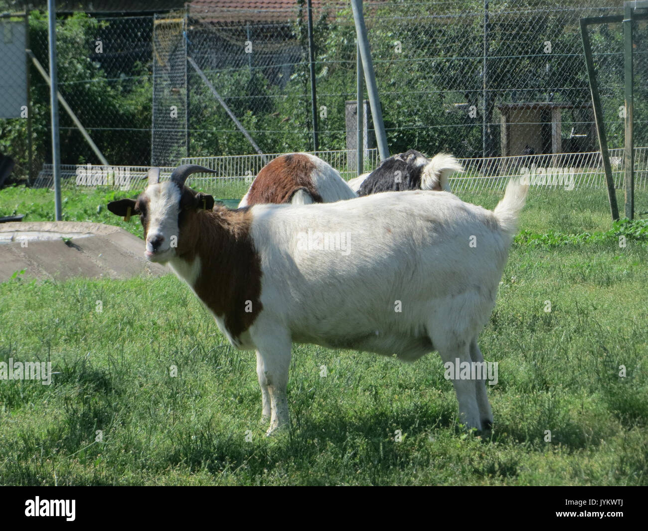 Capra aegagrus wild goat hi-res stock photography and images - Alamy