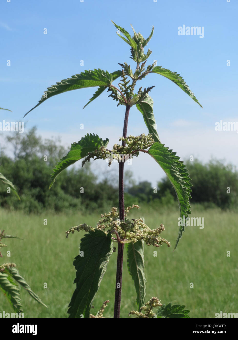 Common stinging nettle plant hi-res stock photography and images - Alamy