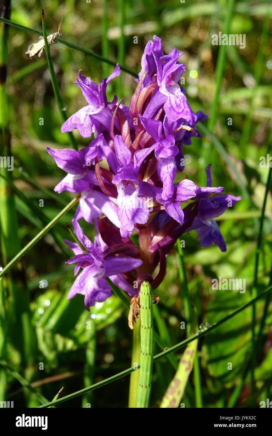 20170601 Nationaal Park De Drentsche Aa brede orchis Stock Photo - Alamy