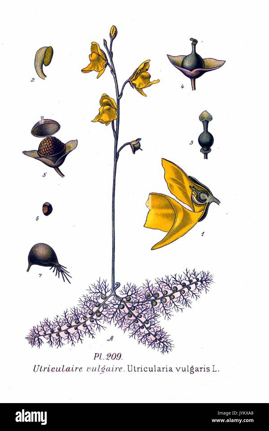 Utricularia drawing hi-res stock photography and images - Alamy