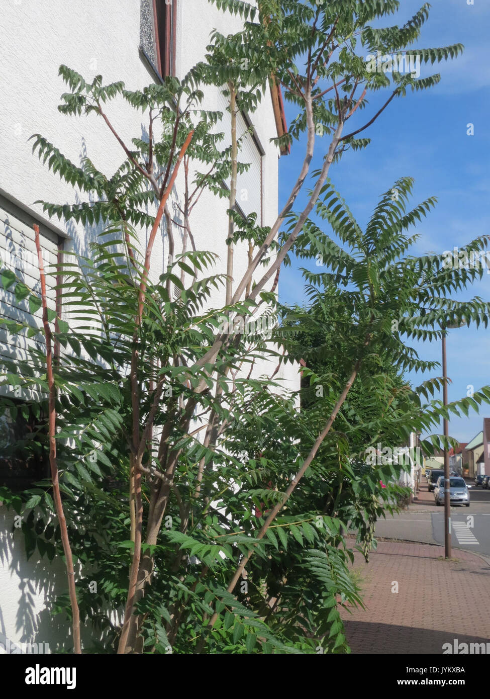 Ailanthus altissima illustration hi-res stock photography and images ...