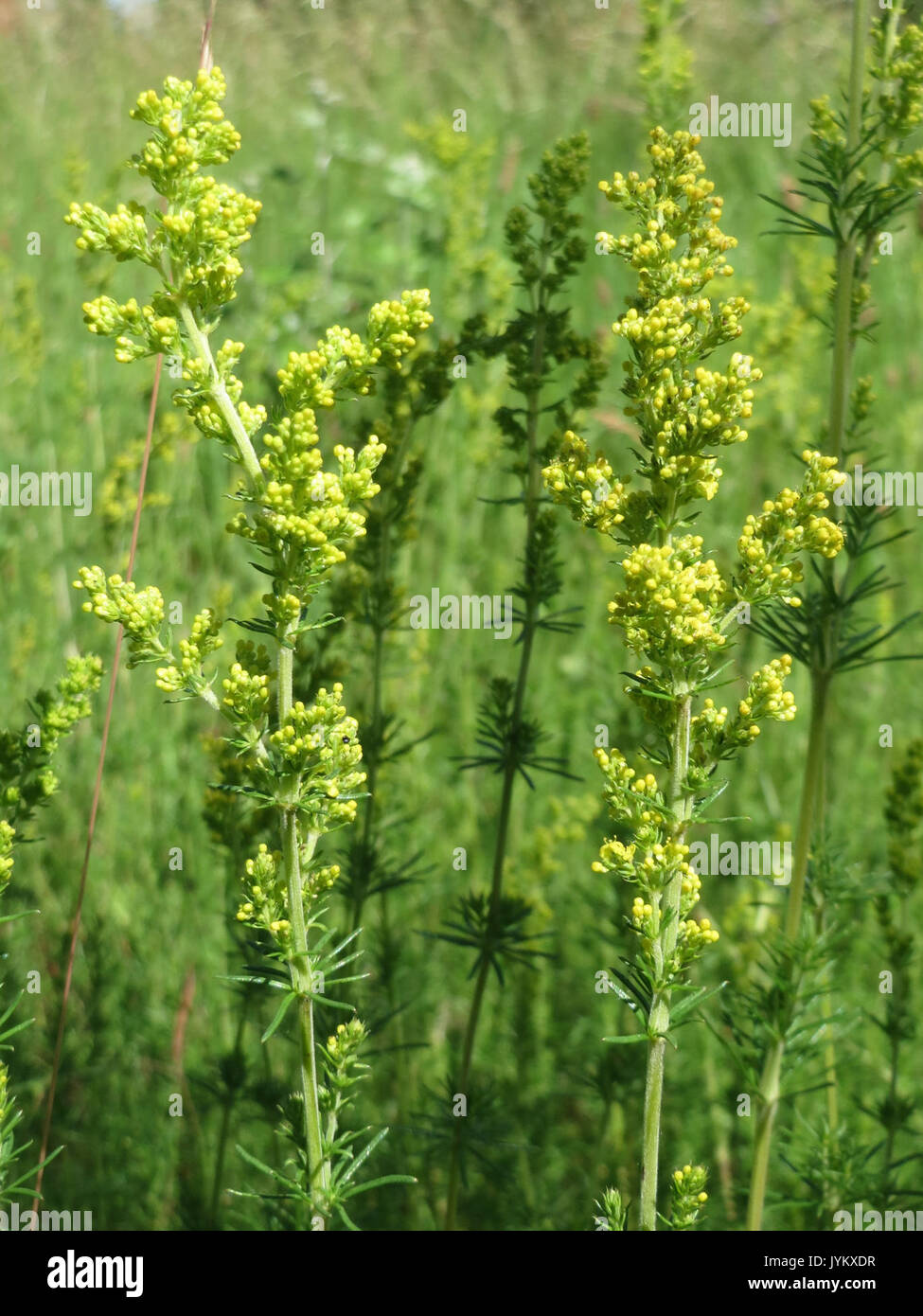 Galium verum botanical illustration hi-res stock photography and images ...