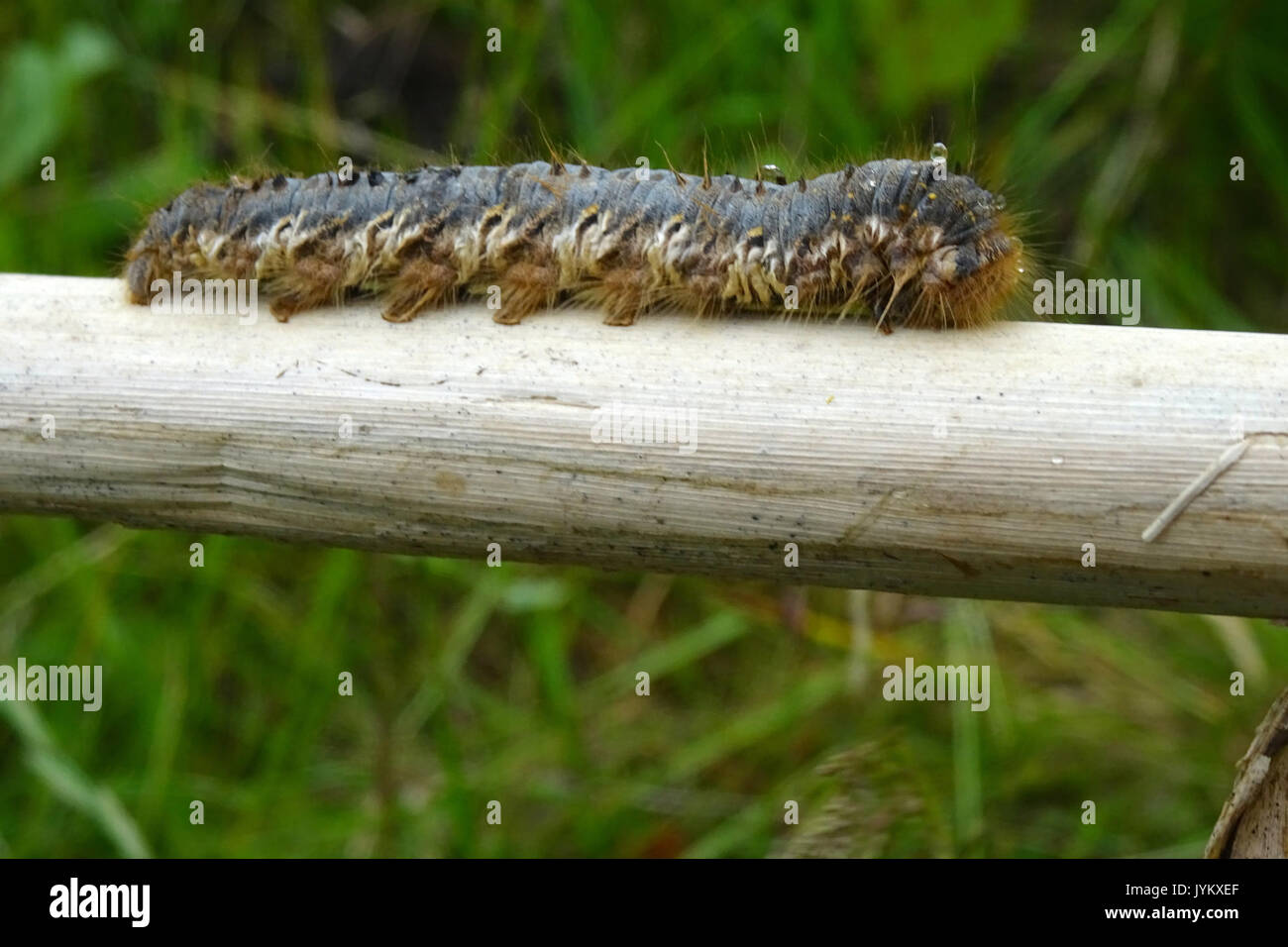 Rups hi-res stock photography and images - Alamy