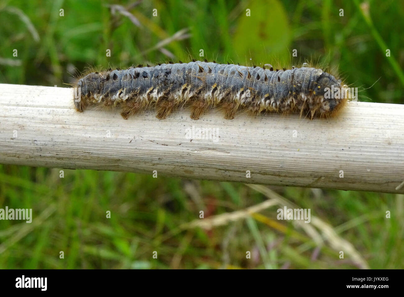 Rups hi-res stock photography and images - Alamy