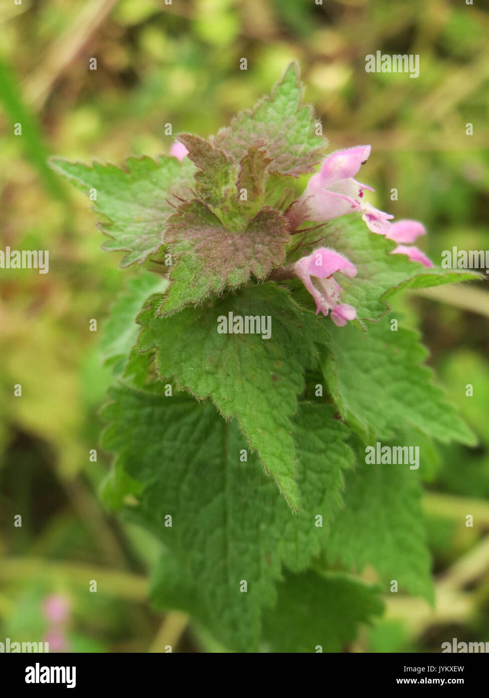 Purpureum hi-res stock photography and images - Alamy