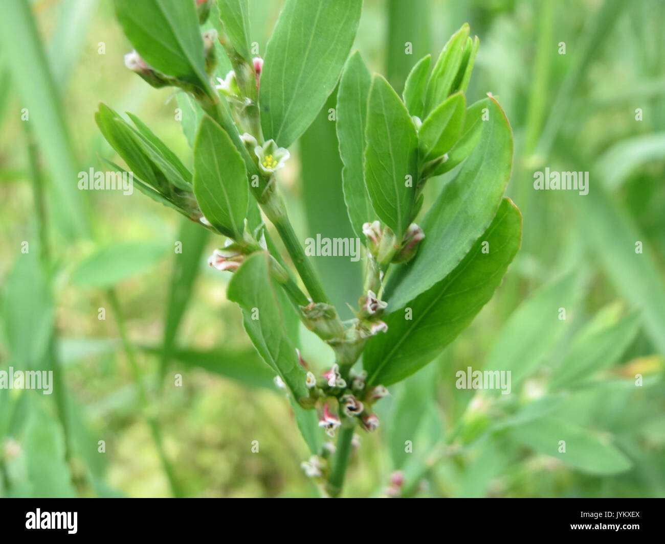 Plant polygonum aviculare hi-res stock photography and images - Alamy