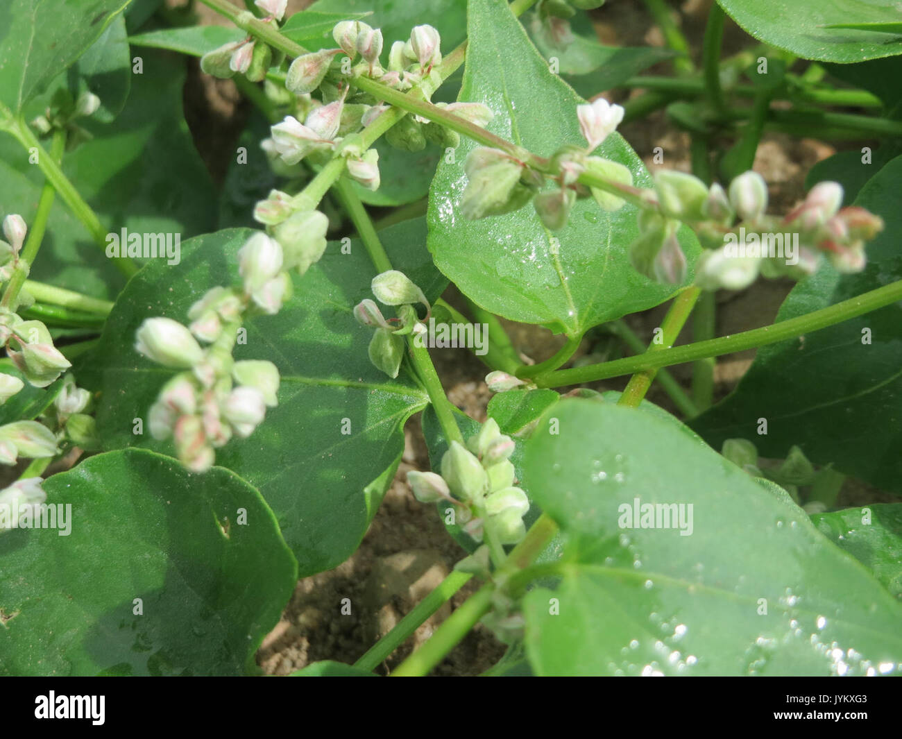 Native buckwheat species hi-res stock photography and images - Alamy