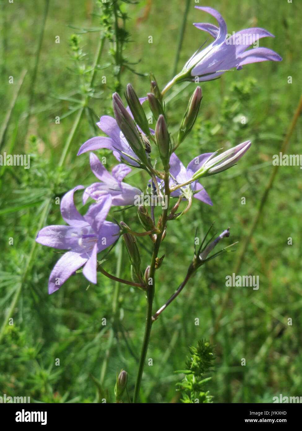 A photograph of Campanula rapunculus, also known as rampion bellflower ...