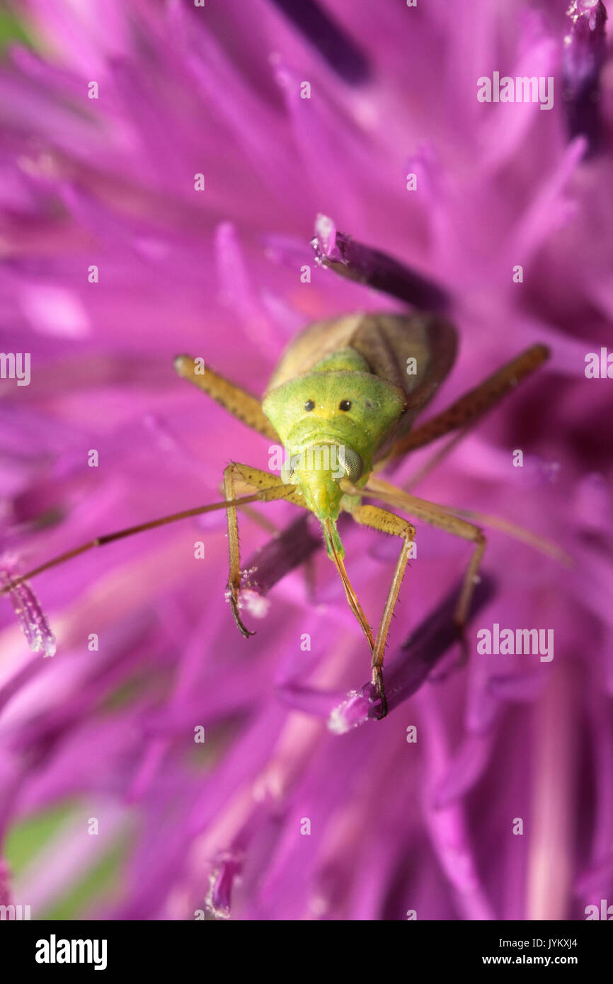 Insect anatomy hi-res stock photography and images - Alamy