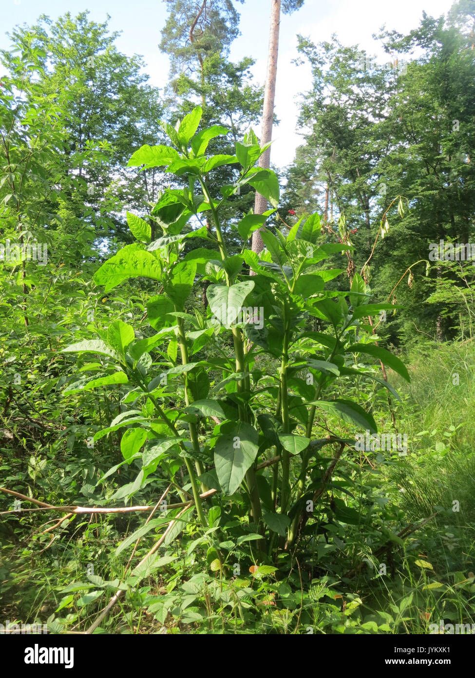 Toxic roots hi-res stock photography and images - Alamy