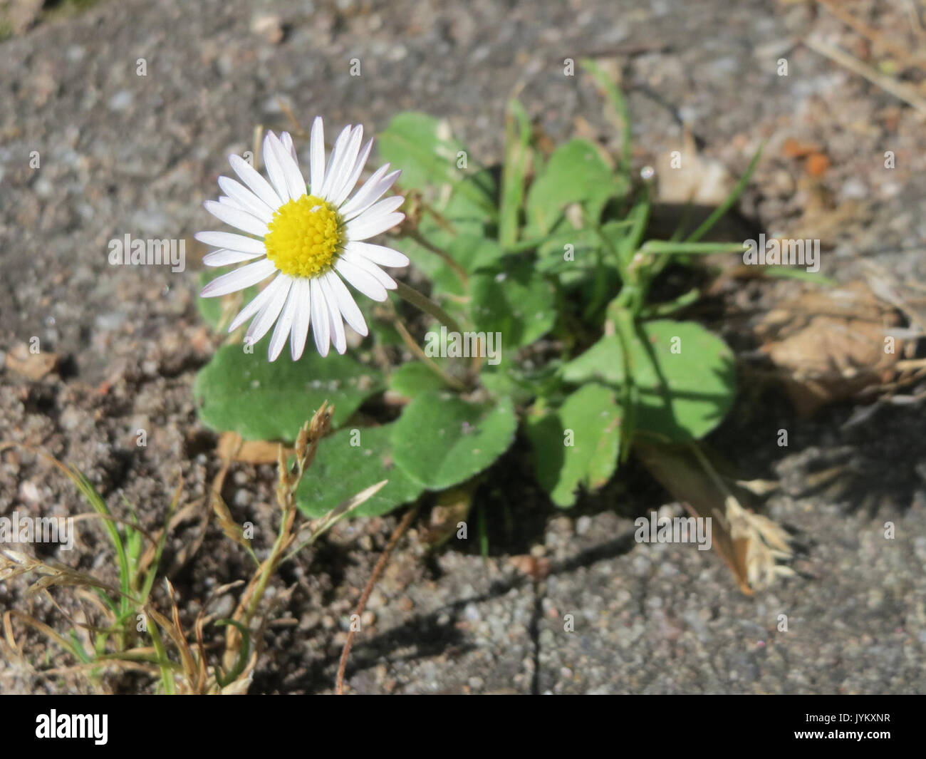 Bellis perennis common european species hi-res stock photography and ...