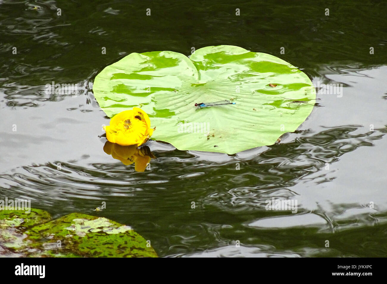 20170610 gele plomp met roodoogjuffer2 Borkener paradies Stock Photo ...