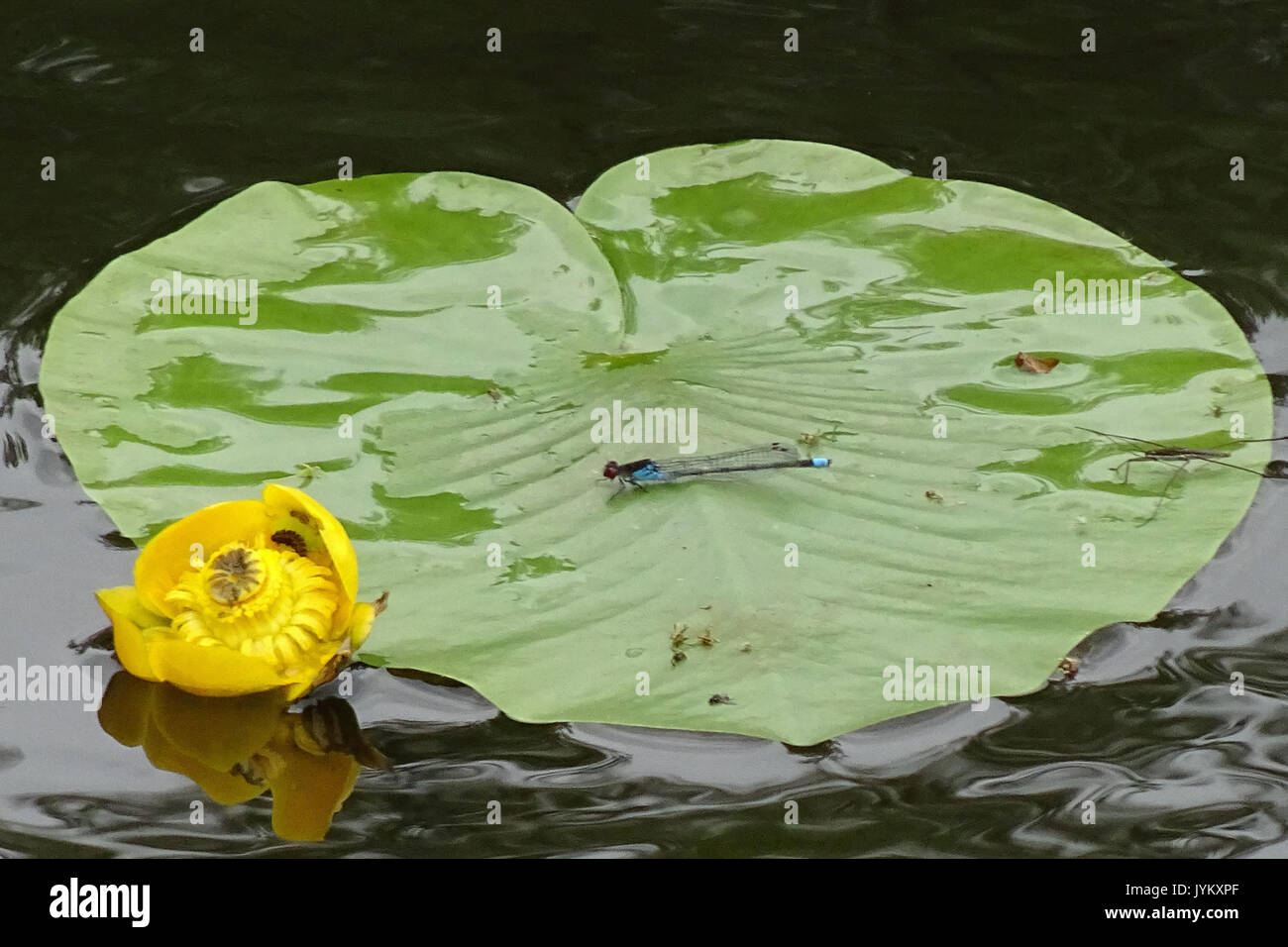 Gele plomp hi-res stock photography and images - Alamy