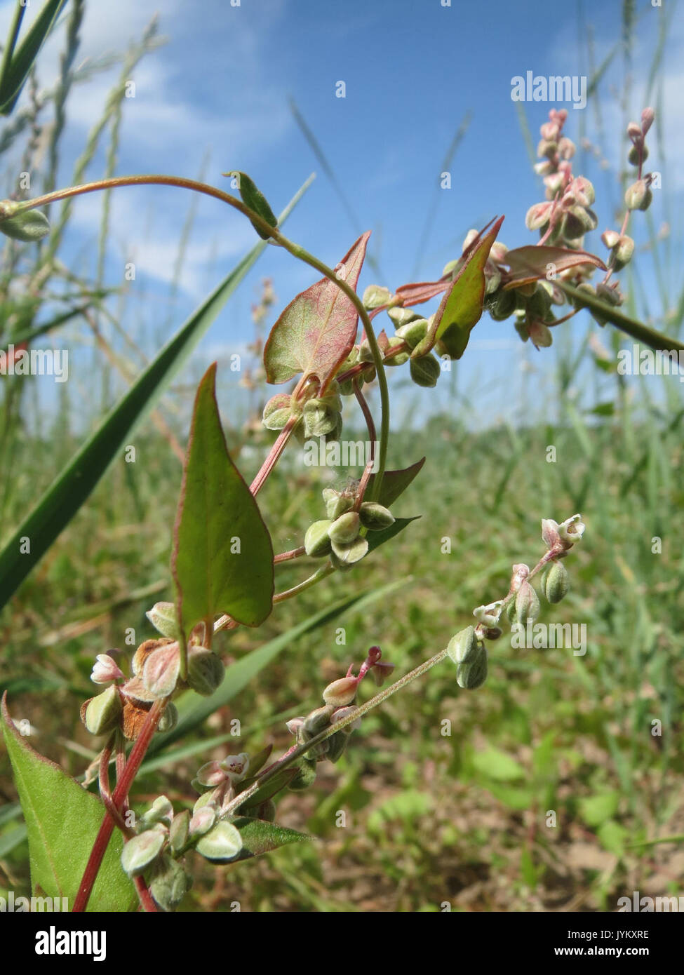 Twining stems hi-res stock photography and images - Alamy