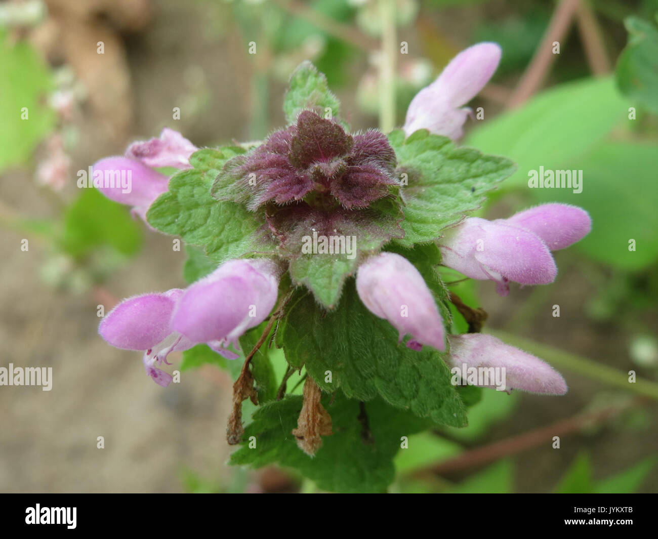 Purpureum hi-res stock photography and images - Alamy