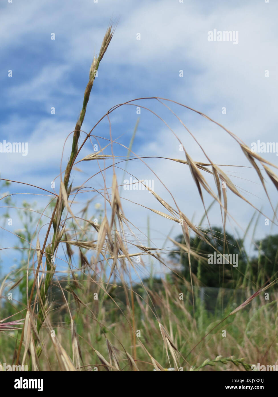 Sterile brome hi-res stock photography and images - Alamy