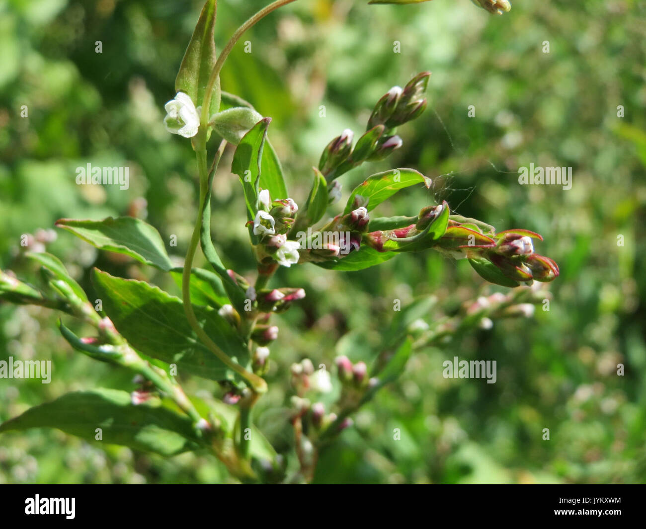 Common knotweed plant polygonum hi-res stock photography and images - Alamy