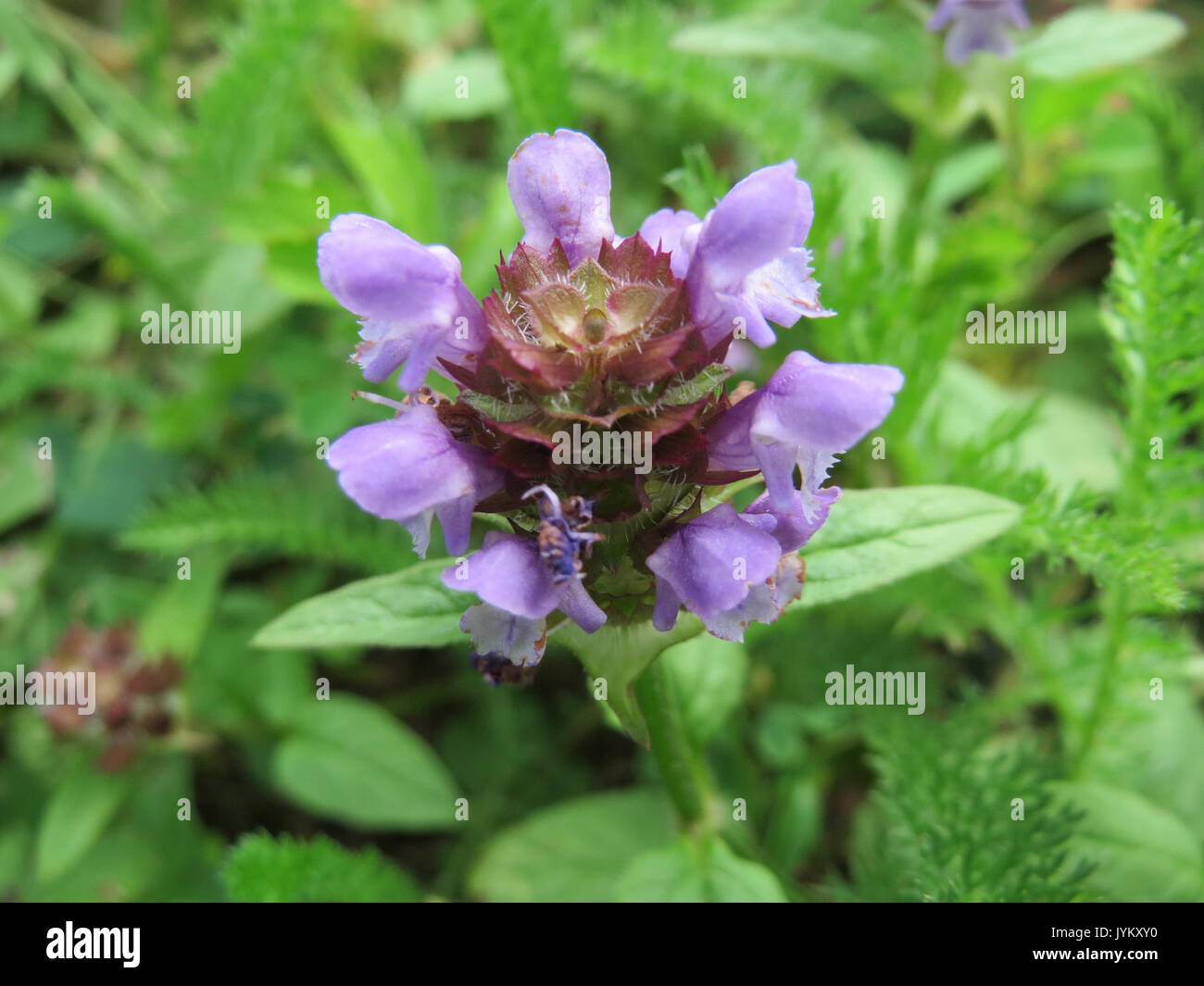 Prunella vulgaris, commonly known as self-heal, is a herbaceous plant ...