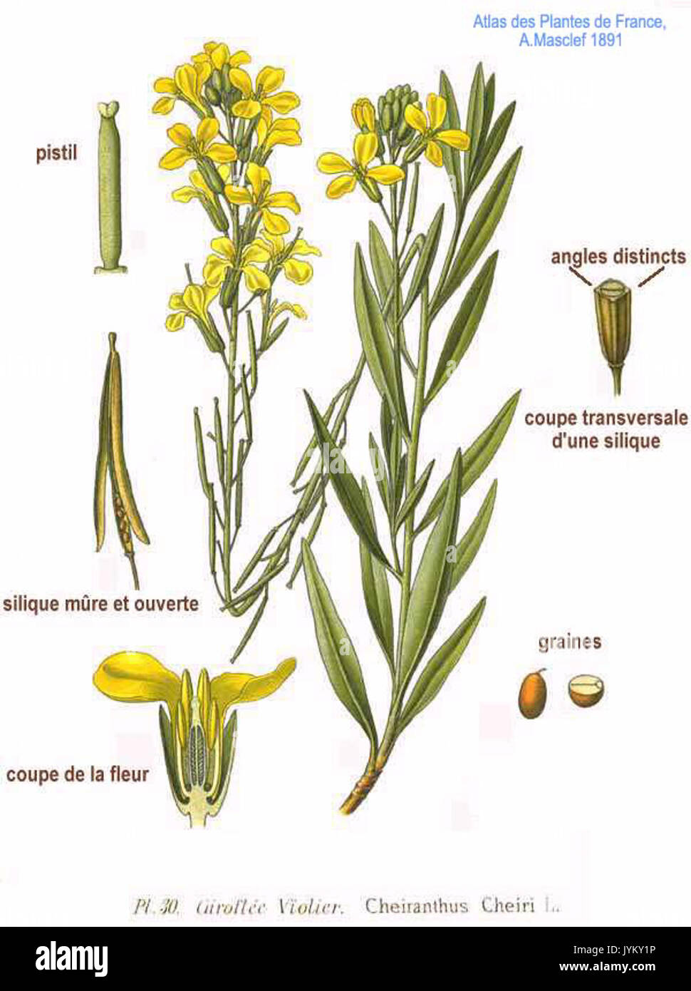 Cheiri Cut Out Stock Images & Pictures - Alamy