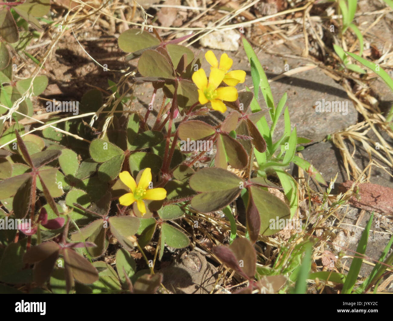 Oxalis corniculata weed hi-res stock photography and images - Alamy