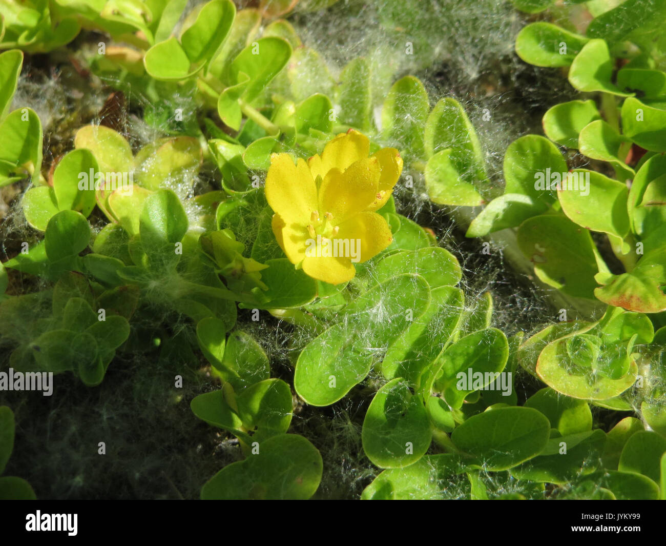 Medicinal plants nummularia hi-res stock photography and images - Alamy