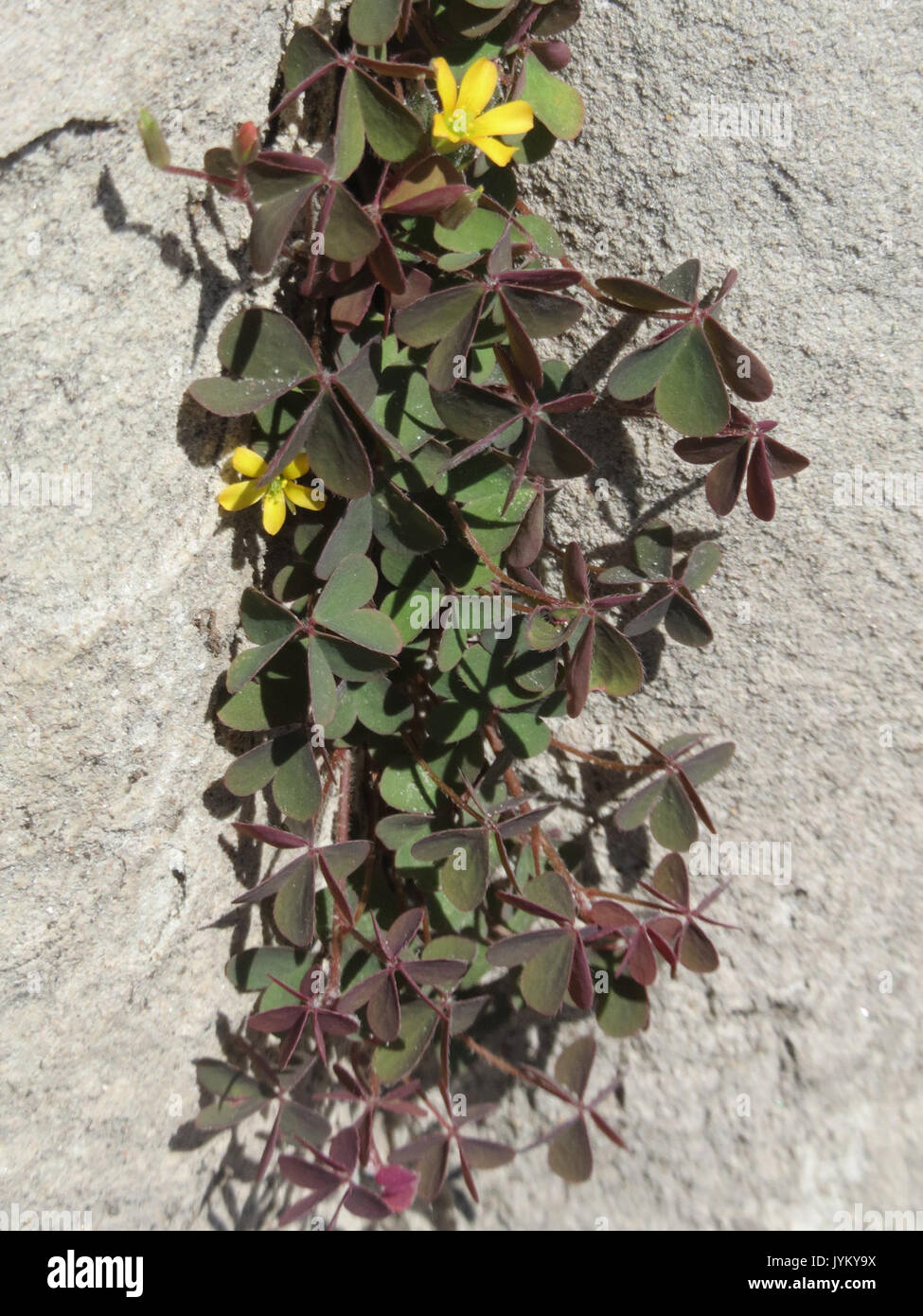 Oxalis corniculata weed hi-res stock photography and images - Alamy