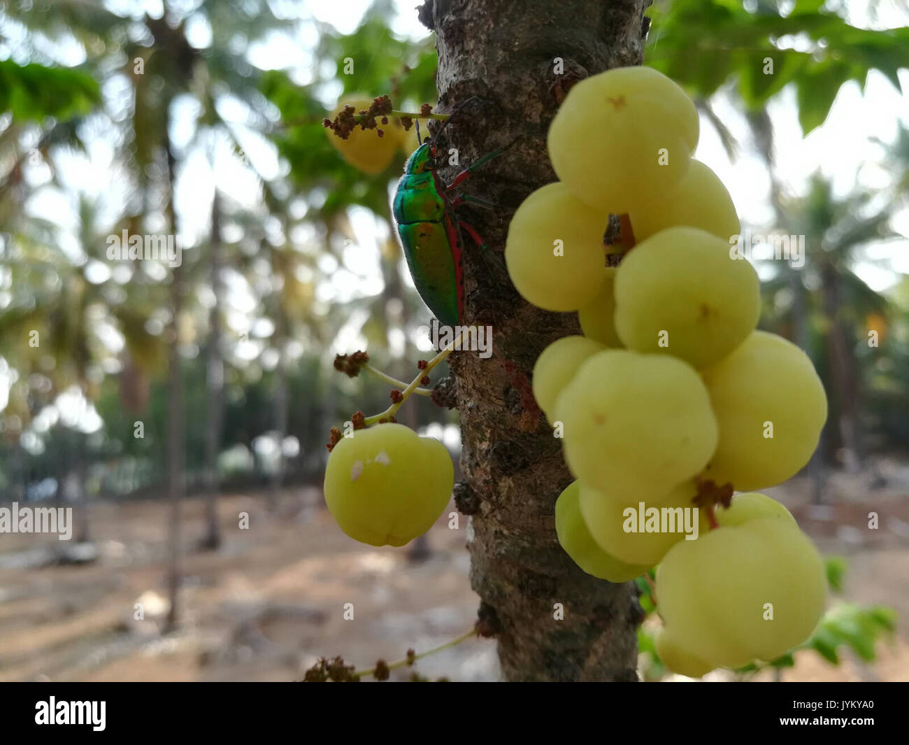 A creature of Earth Stock Photo - Alamy