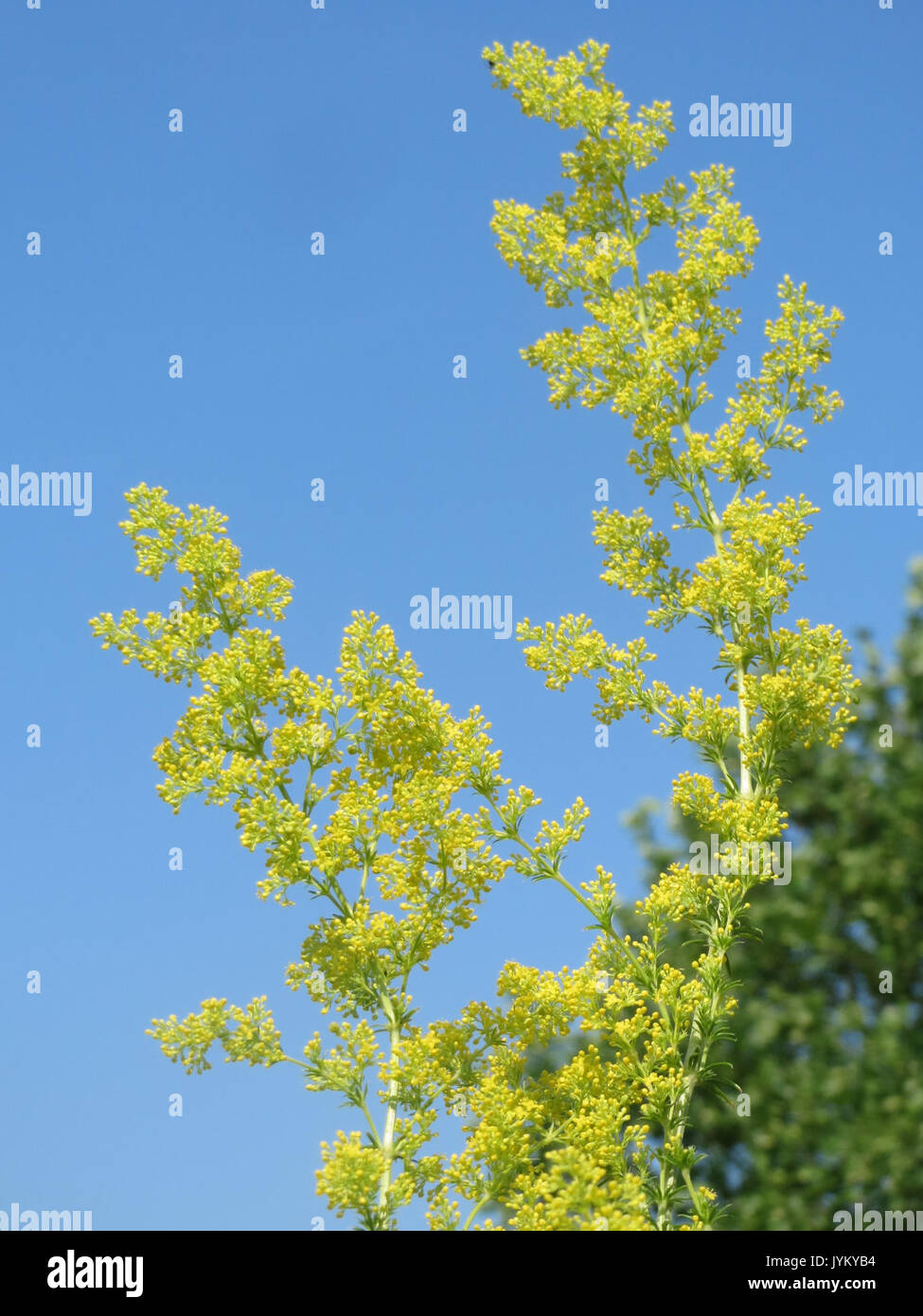 Genus galium hi-res stock photography and images - Alamy