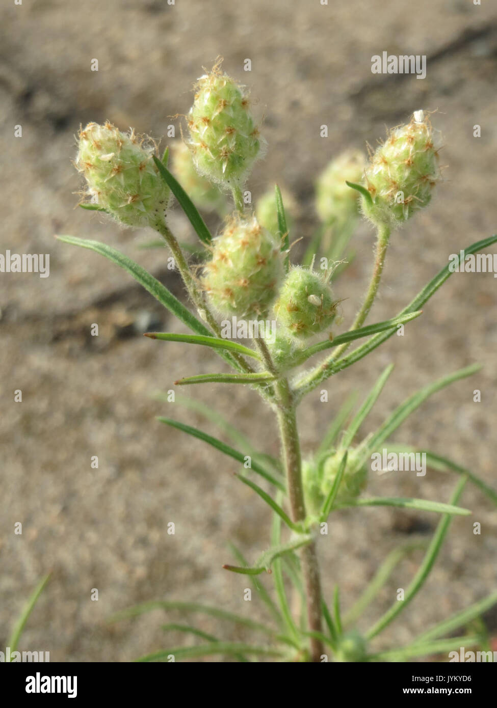 Plantago arenaria hi-res stock photography and images - Alamy