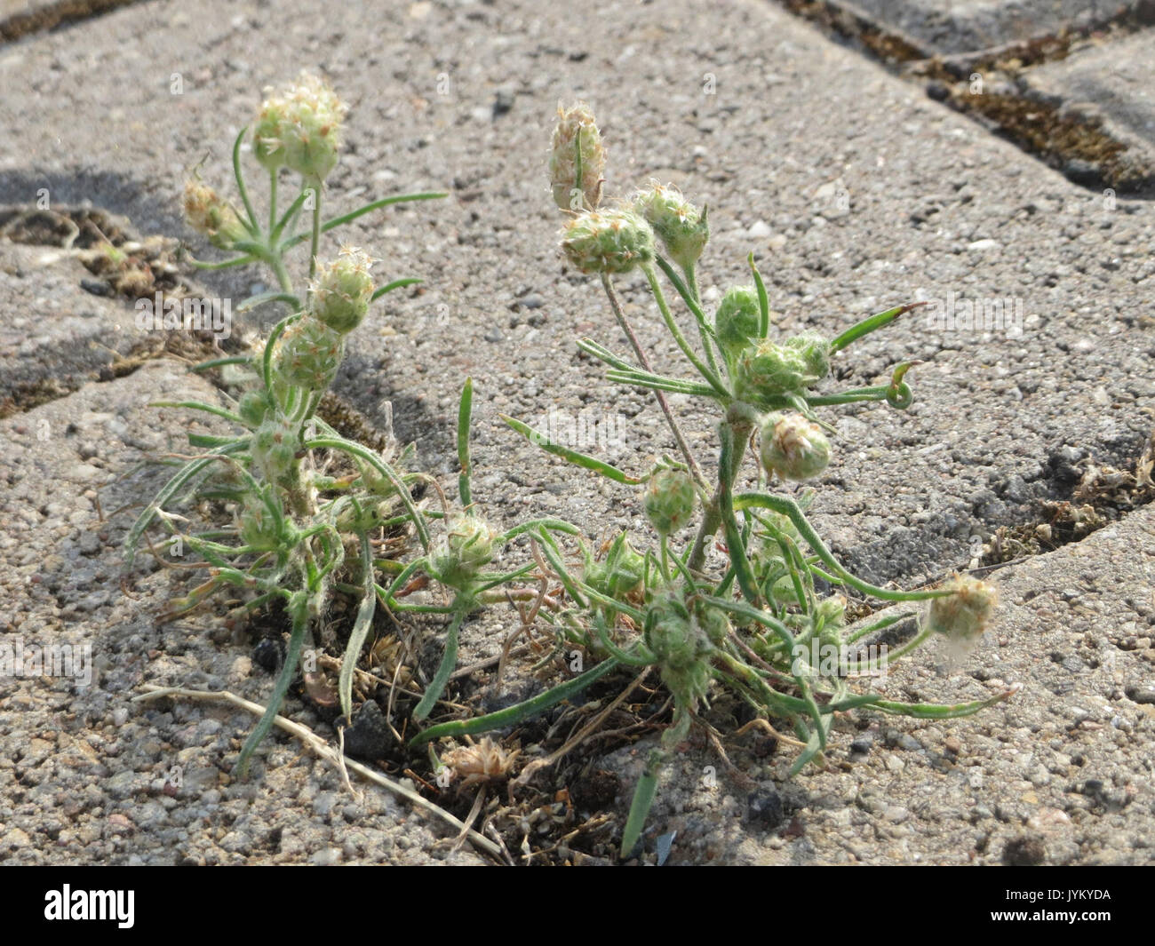 Plantago arenaria hi-res stock photography and images - Alamy