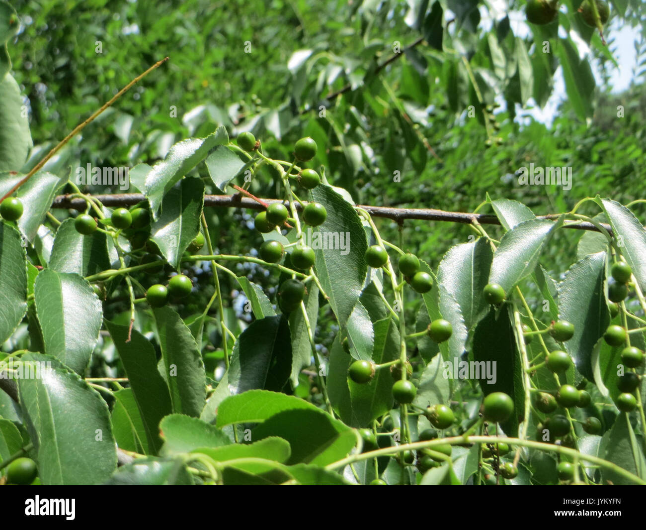 Deciduous fruit hi-res stock photography and images - Alamy