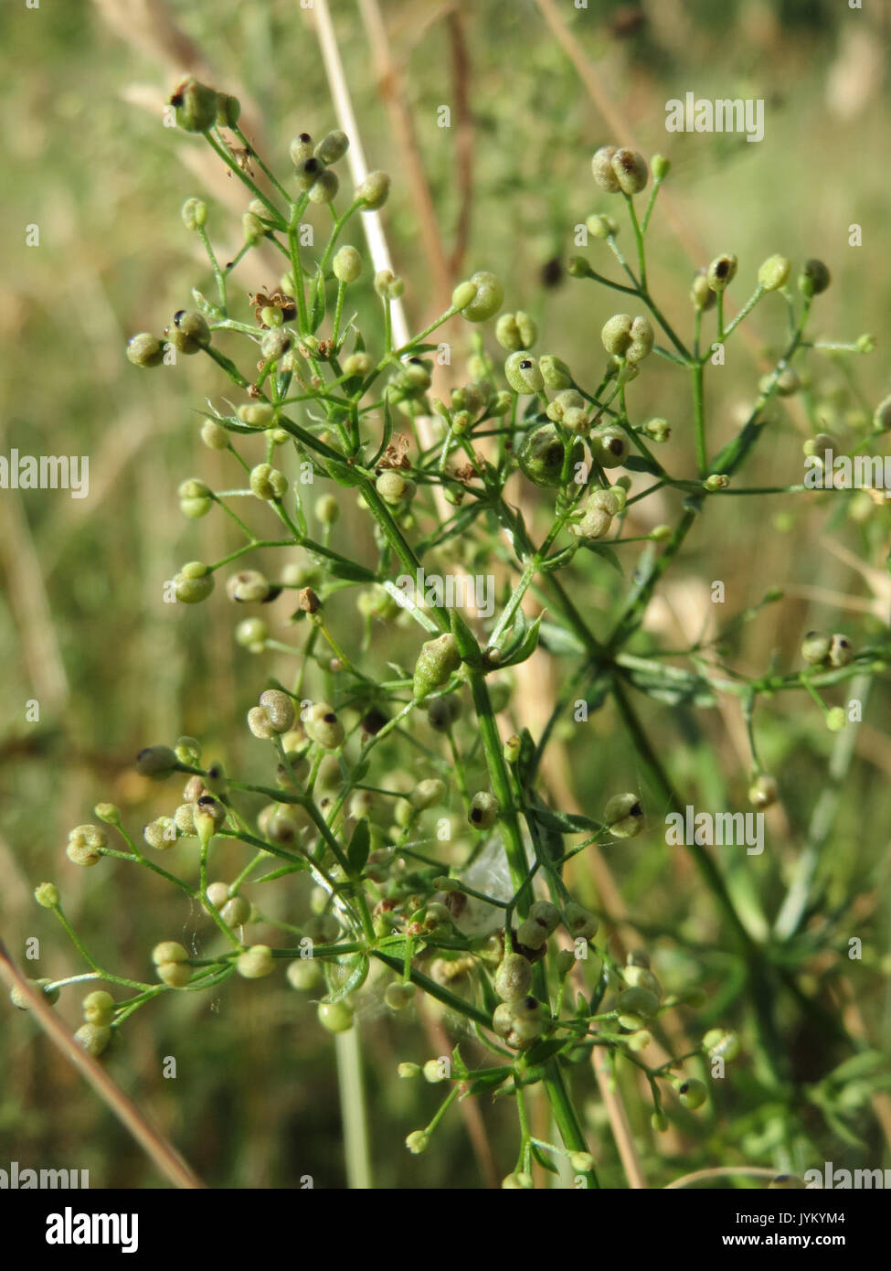 Meadow bedstraw galium mollugo hi-res stock photography and images - Alamy